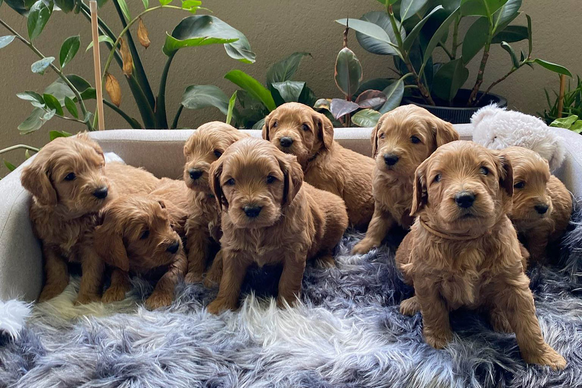 Gallery - Tanjil Pets