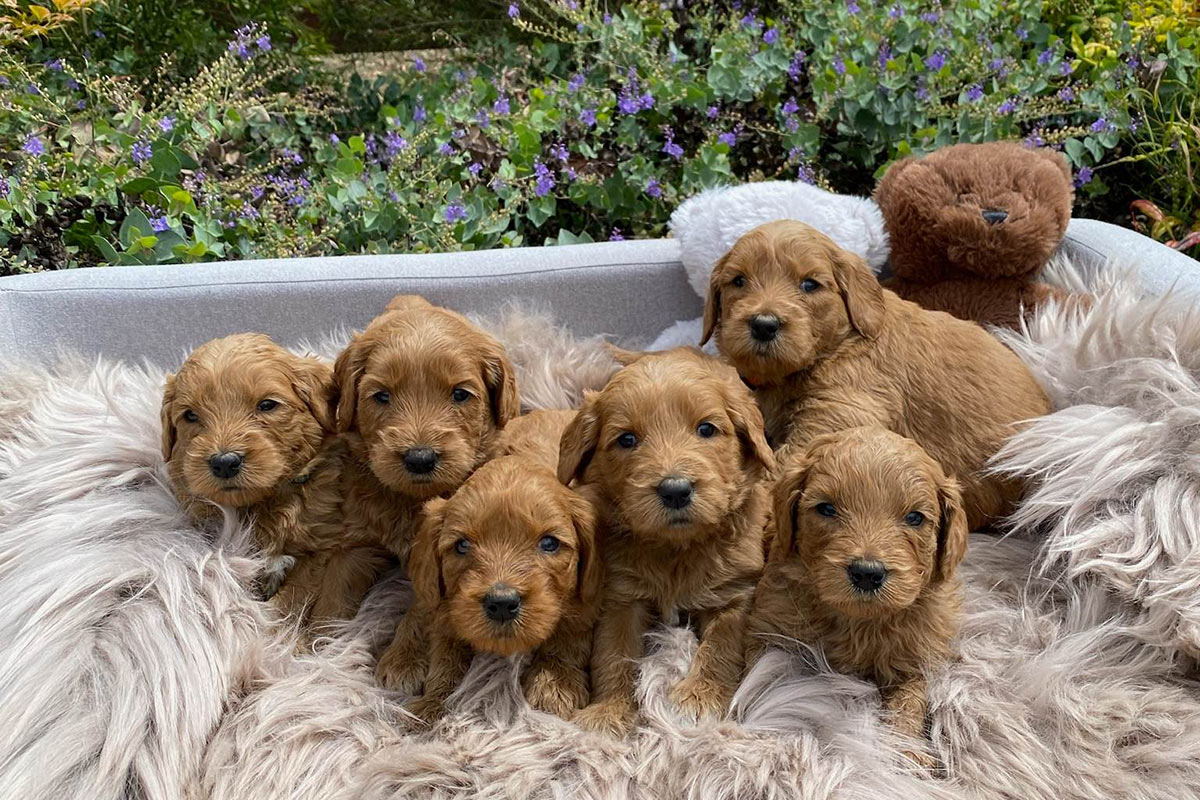 Groodle Puppy Breeder — Tanjil Pets — Gippsland Victoria